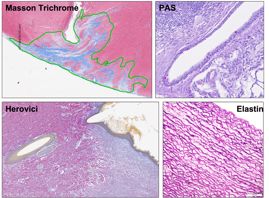 Histology and Immunohistochemistry (IHC) Services