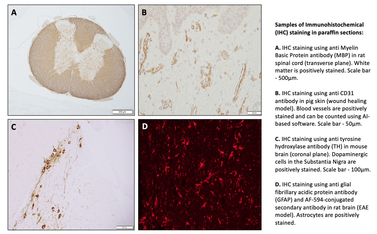 Histology and Immunohistochemistry (IHC) Services
