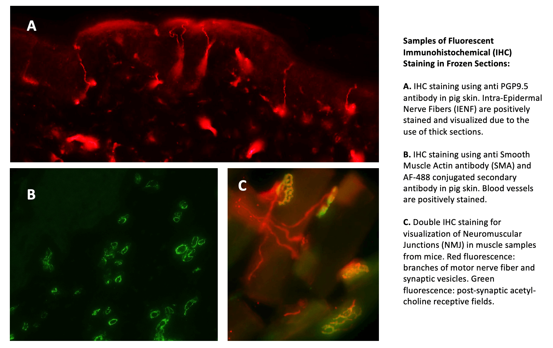 Histology and Immunohistochemistry (IHC) Services