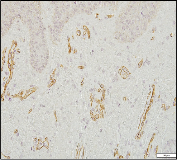 CD31 in Pig skin