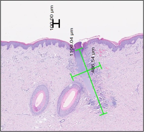 Histology and Immunohistochemistry (IHC) Services