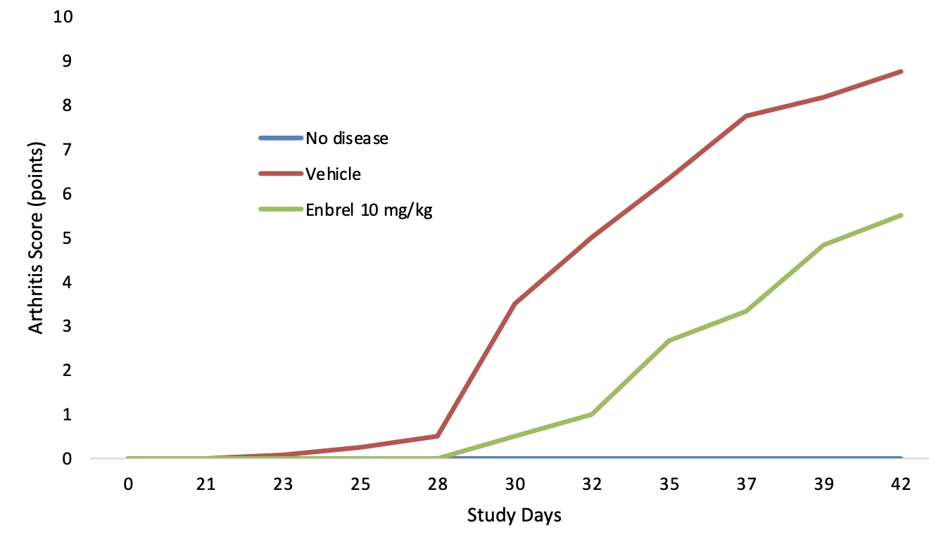 Inflammatory Pain Models in Preclinical Research