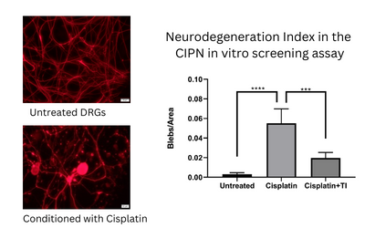 Neurodegeneration In Vitro Screening Assay