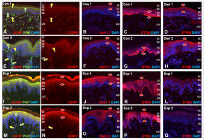 Histology and Immunohistochemistry (IHC) Services