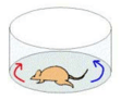 Behavior tests used with the 6-OHDA model of PD, and what they tell us.