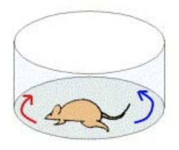 Behavior tests used with the 6-OHDA model of PD, and what they tell us.